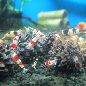 Filao Cones for Betta Fish, Shrimp Tropical Fish Freshwater Aquariums ...