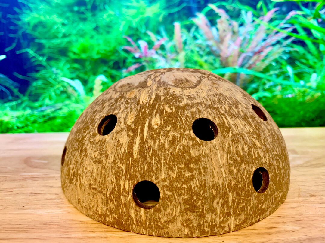 Natural Coconut Shell ~ Shrimp Hide Cave, Aquarium Decoration for ...