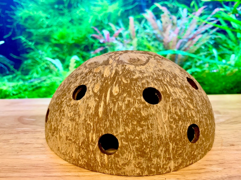 Natural Coconut Shells X2 ~ Shrimp Hide Cave, Pleco Shelter Aquarium ...