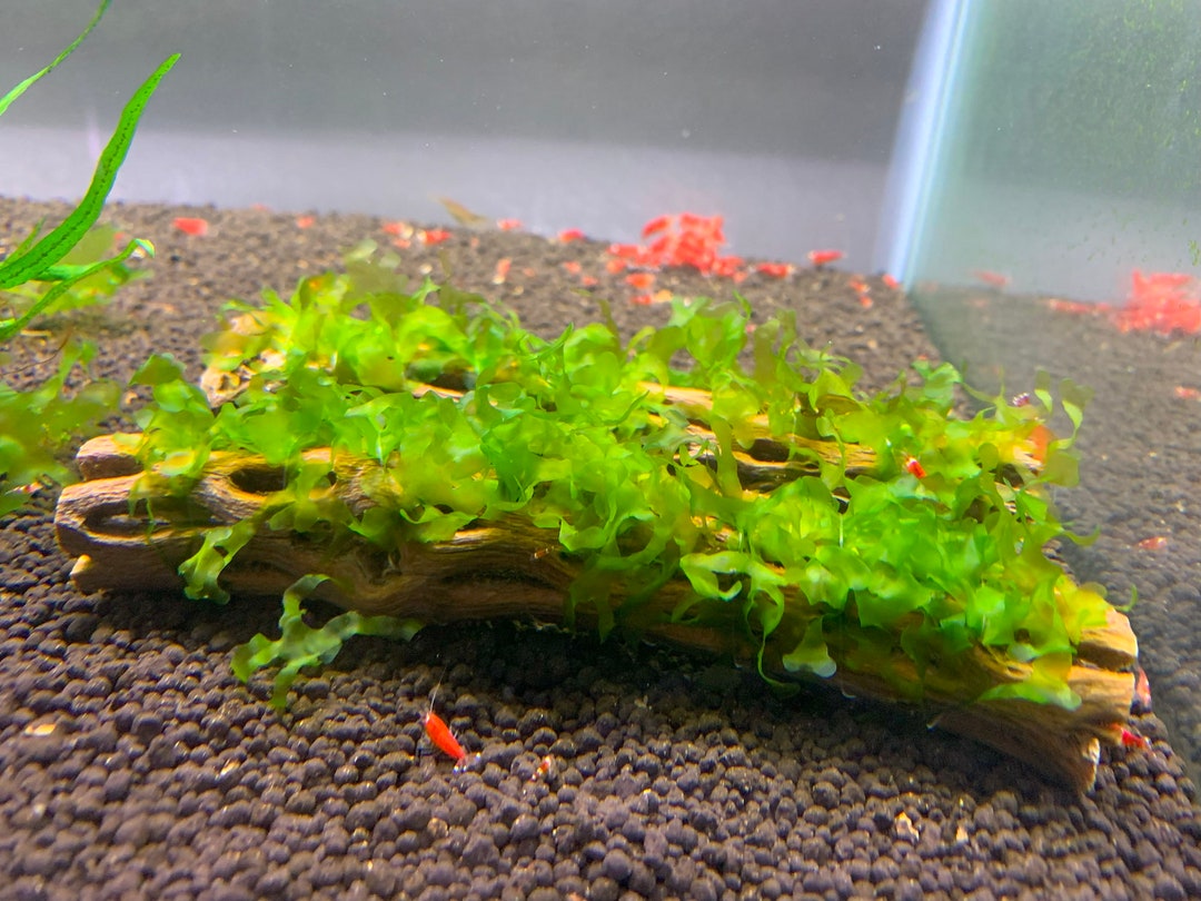 X2 Subwassertang Moss on Cholla Wood - Shrimp Hideout & Betta Aquarium ...