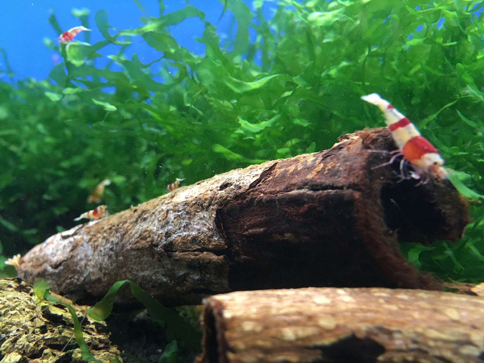 Subwassertang pellia Moss Rare Aquatic Moss Live Aquarium - Etsy