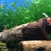 Subwassertang -pellia Moss Rare Aquatic Moss Live Aquarium Freshwater ...