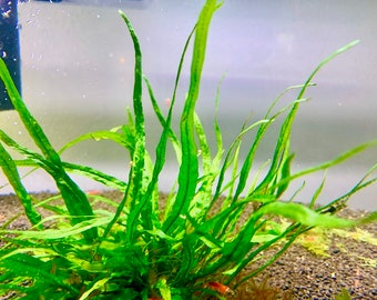 Java Fern Microsorium Pteropus per Plant - Etsy