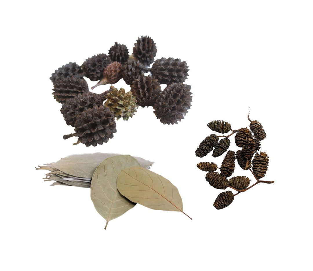 Jackfruit Leaves + Filao Cones + Alder Cones - for Freshwater Shrimp ...