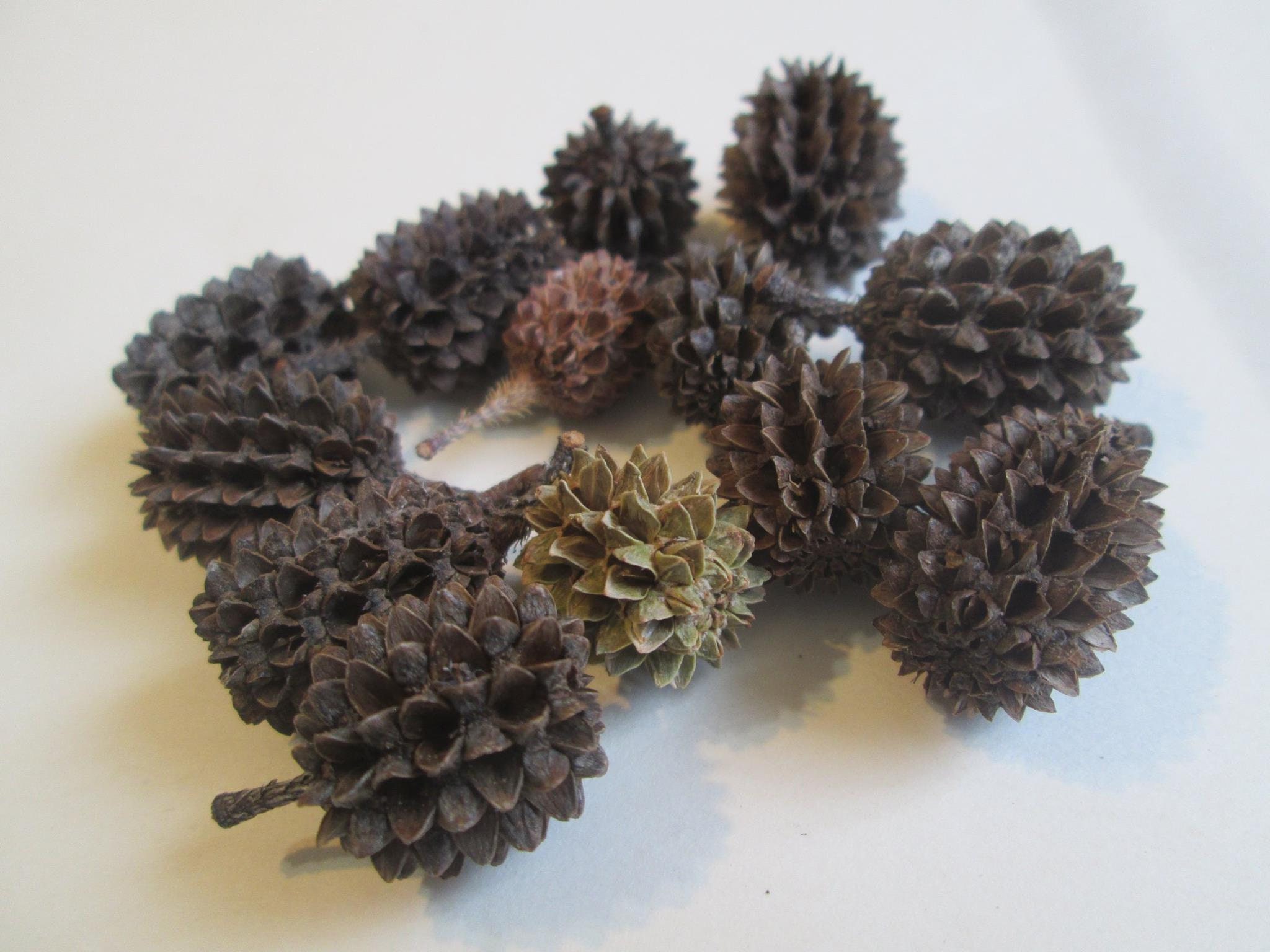 Alder Cones Filao Cones for Betta Fish Shrimp Tropical Fish | Etsy