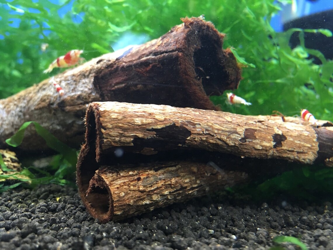 Organic Catappa Bark for Betta Fish Shrimp Tropical Fish - Etsy