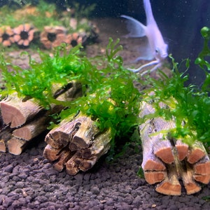 3 Nano Subwassertang Moss on 3'' Cholla Wood - Shrimp Hideout & Betta ...