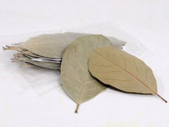 Indian Almond Leaves Jackfruit Leaves for Freshwater Shrimp | Etsy