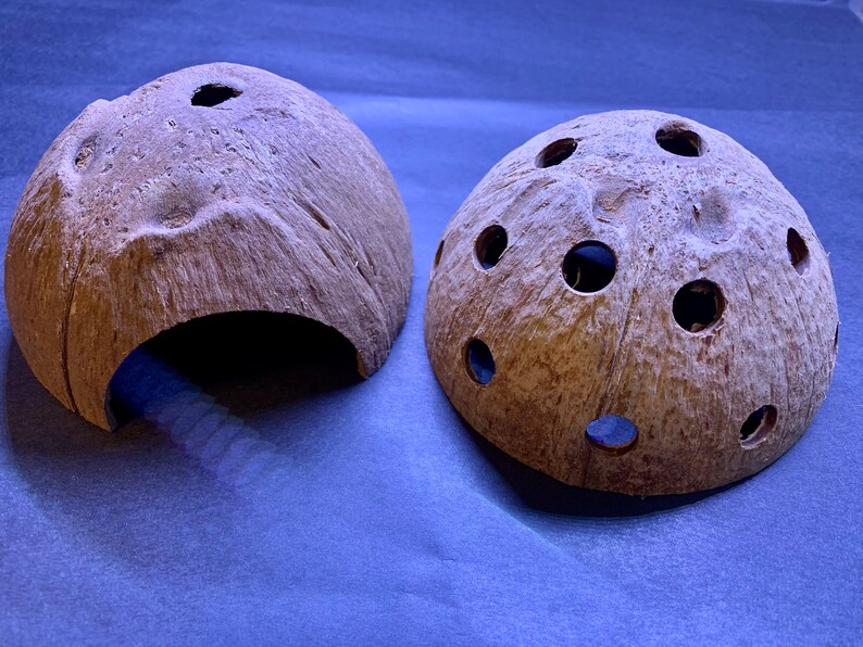 Natural Coconut Shells X2 ~ Shrimp Hide Cave, Pleco Shelter Aquarium ...