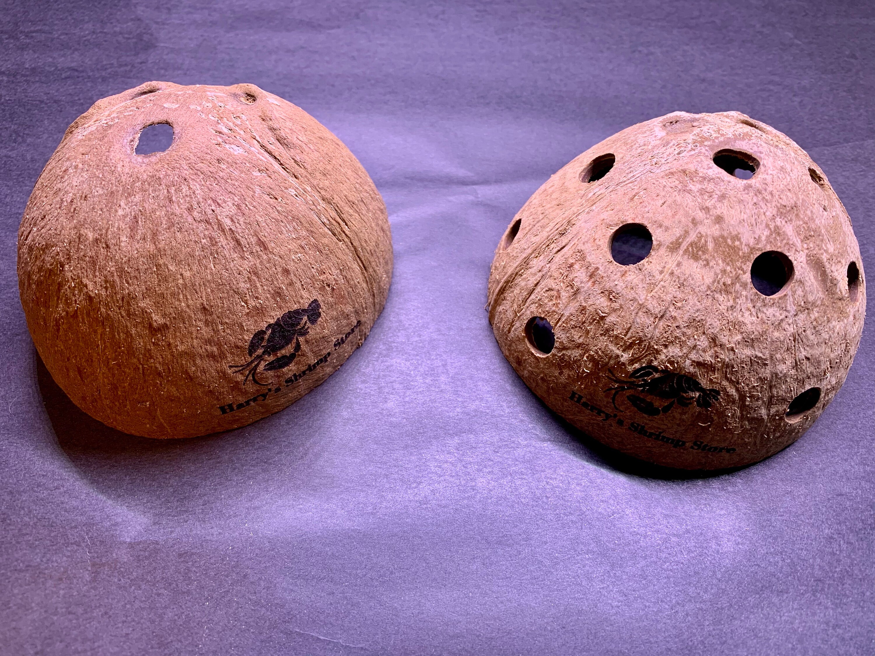 Natural Coconut Shells X2 ~ Shrimp Hide Cave, Pleco Shelter Aquarium ...