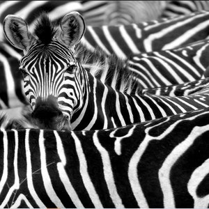 Unique Zebra Wall Art Painting Posters and Prints on Canvas - Etsy