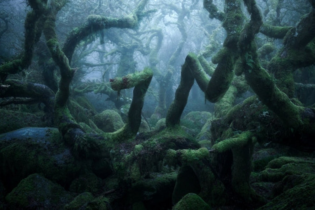 New Meme Evolution Wall Art Painting on Canvas Print Poster Without ...