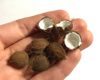 Coconut Miniature | Etsy