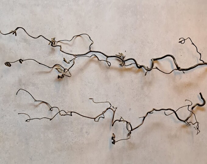 2 Beautiful Corkscrew Hazel Branches up to 70 Cm Beautifully Twisted, Particularly Decorative ...