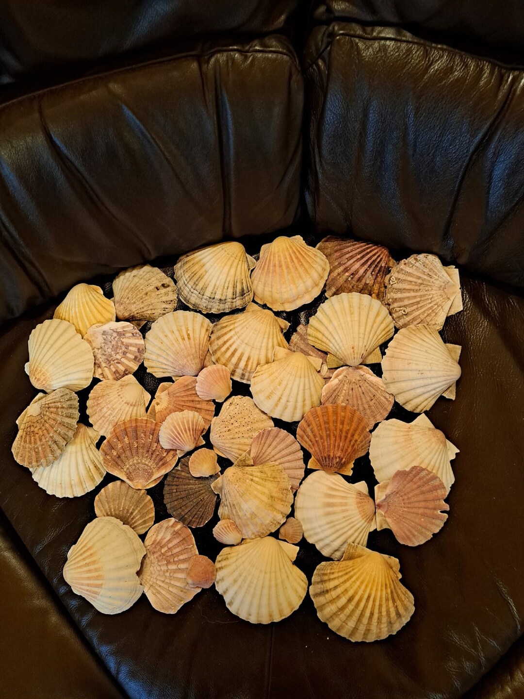 1kg Imperfect Scallops Beach Decor Aquarium Terrarium Decoration ...