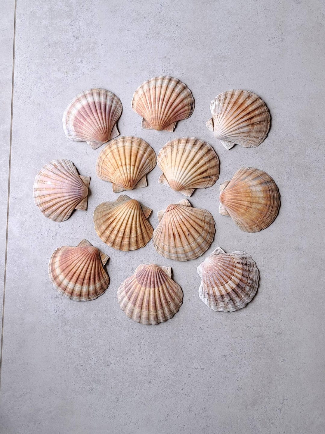 12 Exceptionally Large Scallop Shells, Approx. 12 Cm, Multicolor ...
