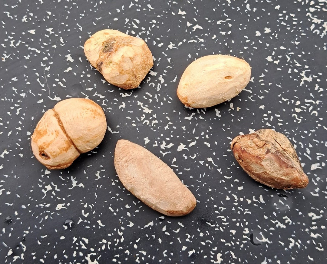 5 Beautiful Tree Pearl Jewelry Lucky Charm Tree Knot Treeling Burl ...