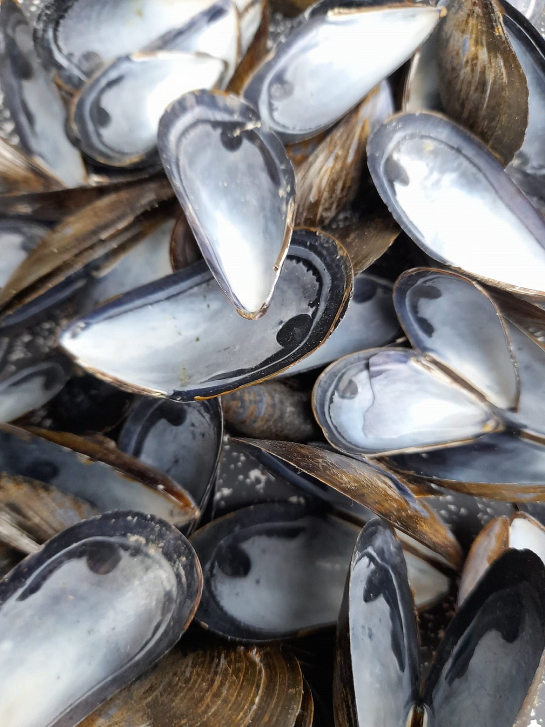 100 Mussels Half Blue Shells Black Mussel Shells Aquarium Terrarium ...