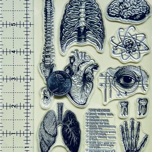 Skeleton Skull Lungs Eye Heart Organ - Clear Silicone Stamps DIY ...