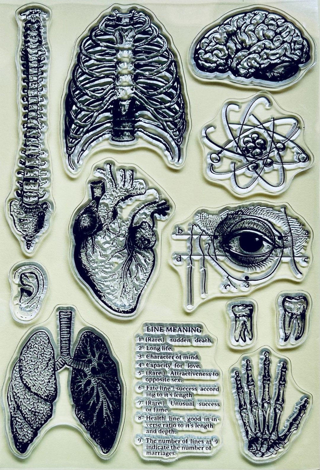 Skeleton Skull Lungs Eye Heart Organ Clear Silicone Stamps DIY ...