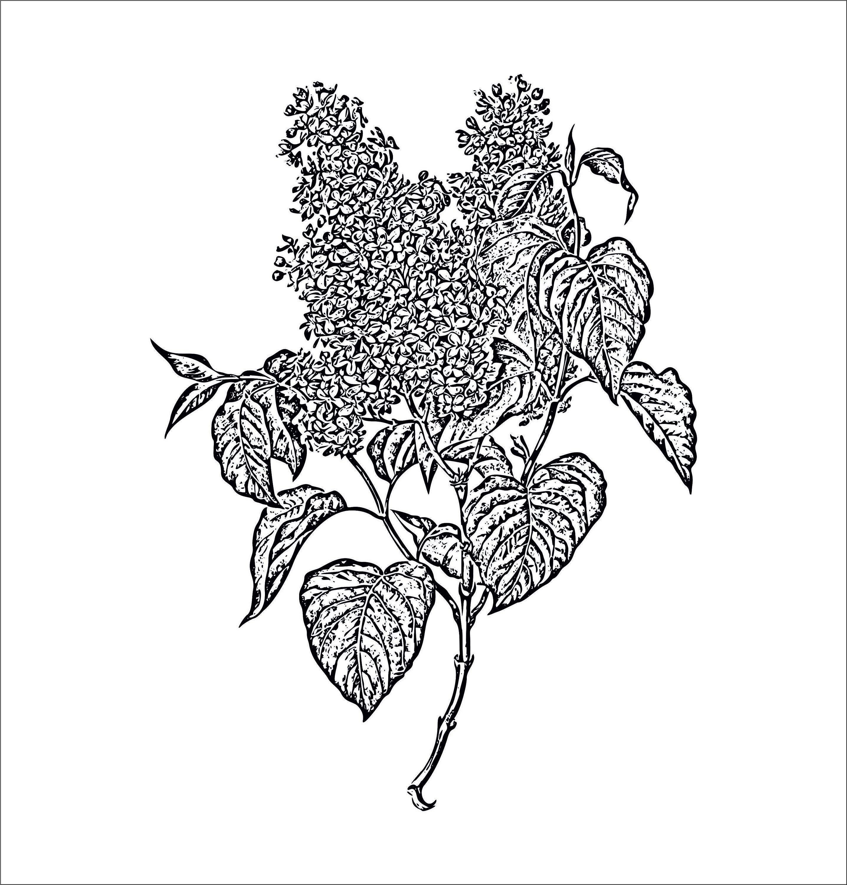 Lilac Flower SVG Flower Svg Hand Drawing Lilac Svg Flower - Etsy