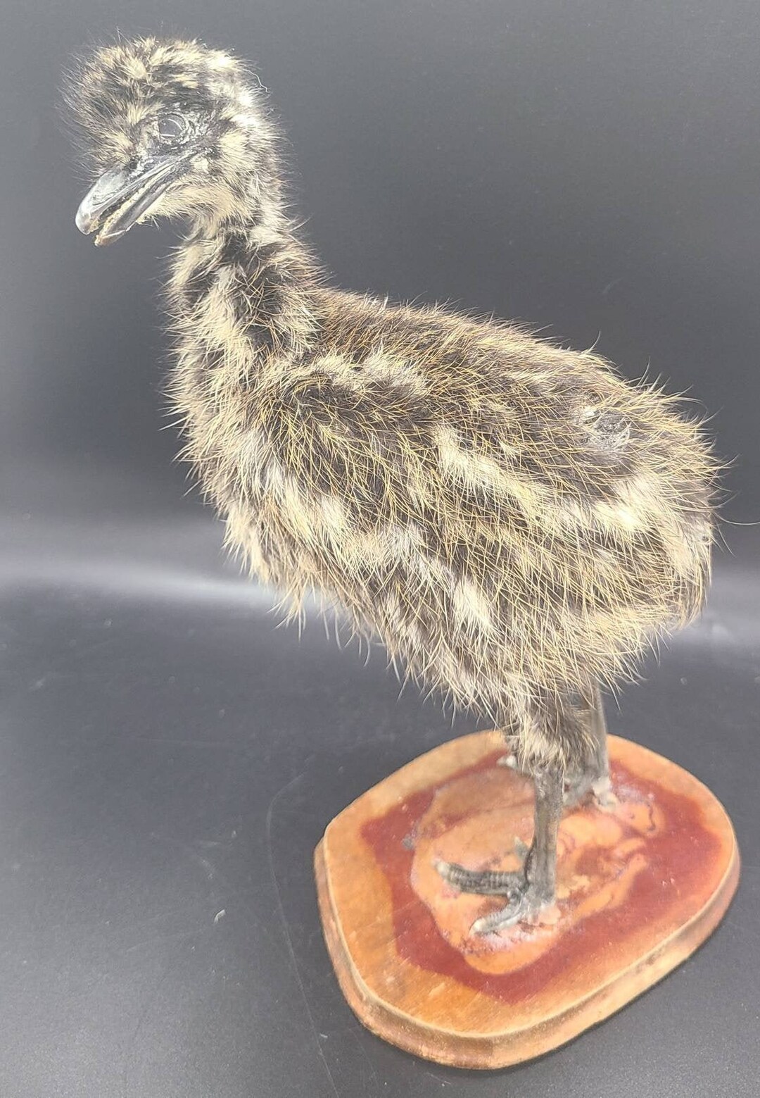 Baby Emu Taxidermy - Etsy