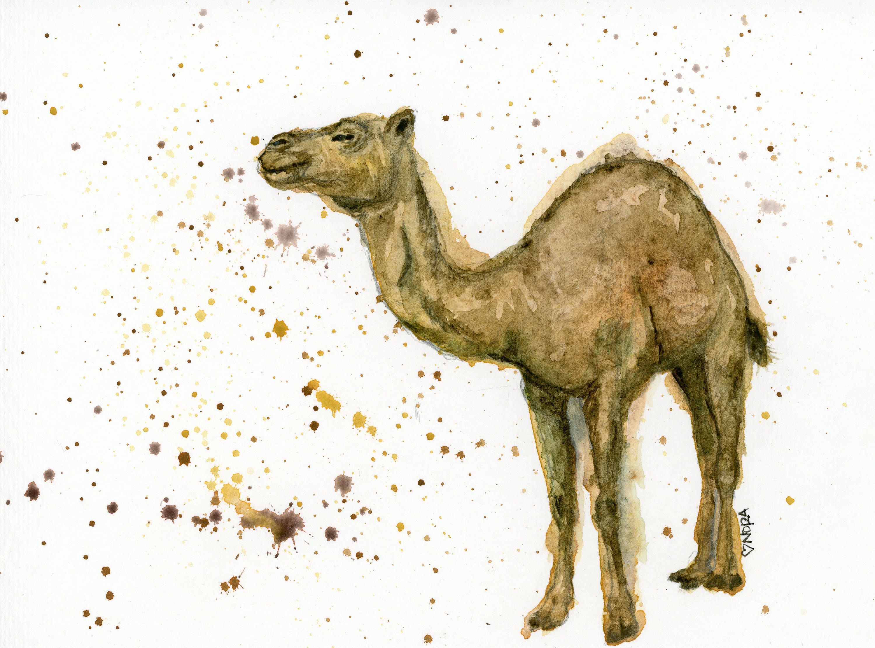 Camel Watercolor Print or Greeting Card - Etsy