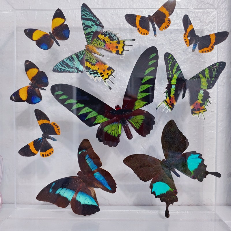 Real Butterfly - Etsy