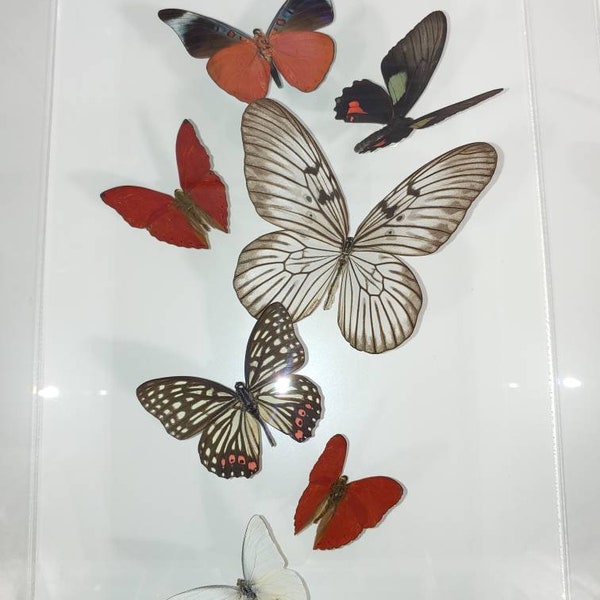 Mounted Butterflies - Etsy