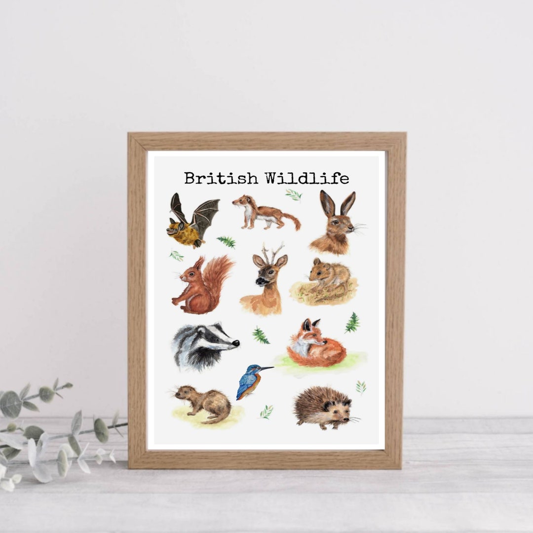 British Wildlife A3 Poster | Woodland Animal Poster | British Wildlife ...