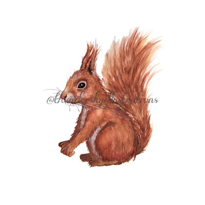 British Wildlife A3 Poster Woodland Animal Poster British Mammal ...