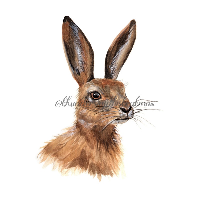 British Wildlife A3 Poster Woodland Animal Poster British Mammal ...