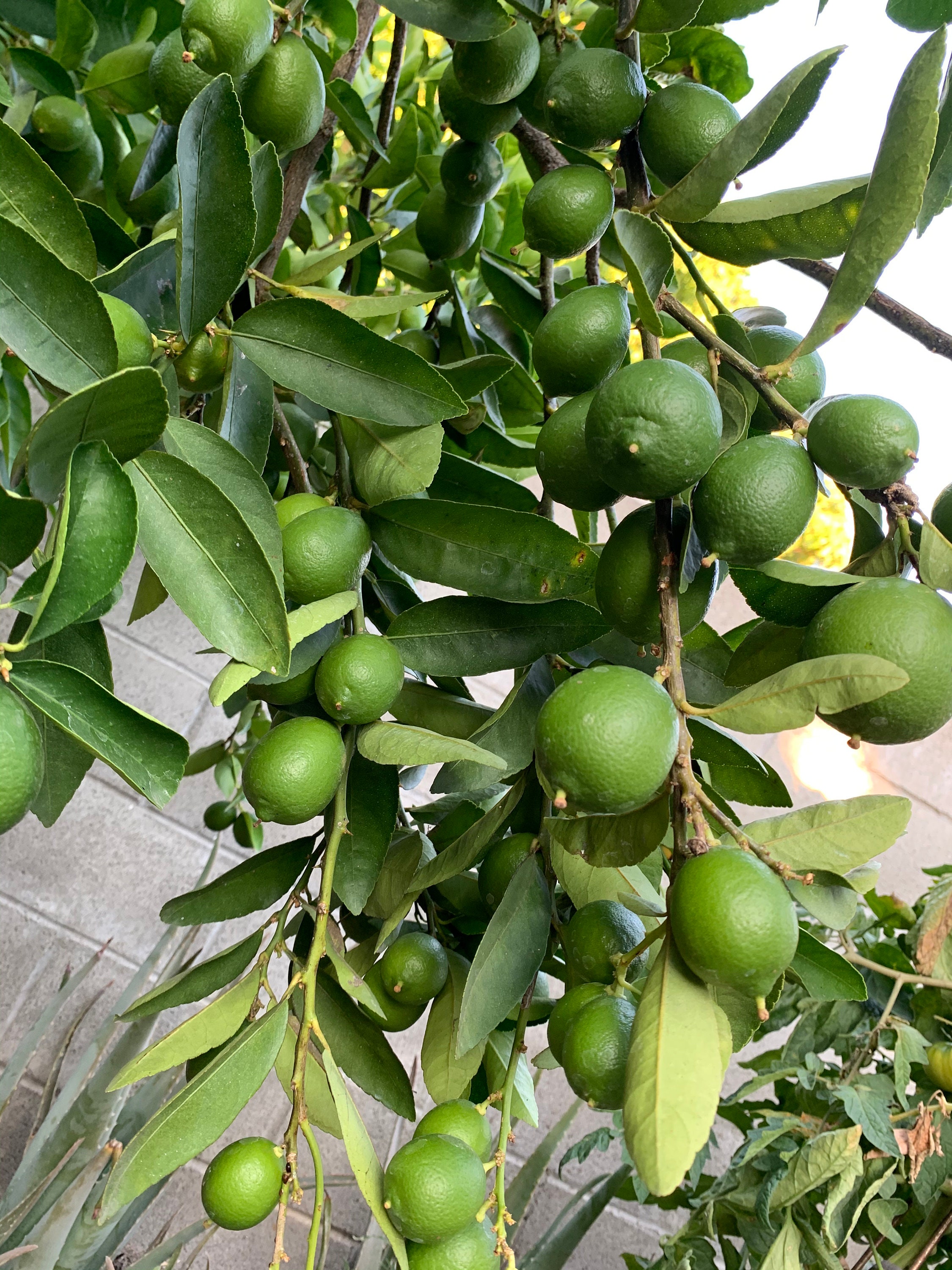Persian Lime Tree 6" Scion Wood 3 Cutting Green Lemon / Unroot - Etsy