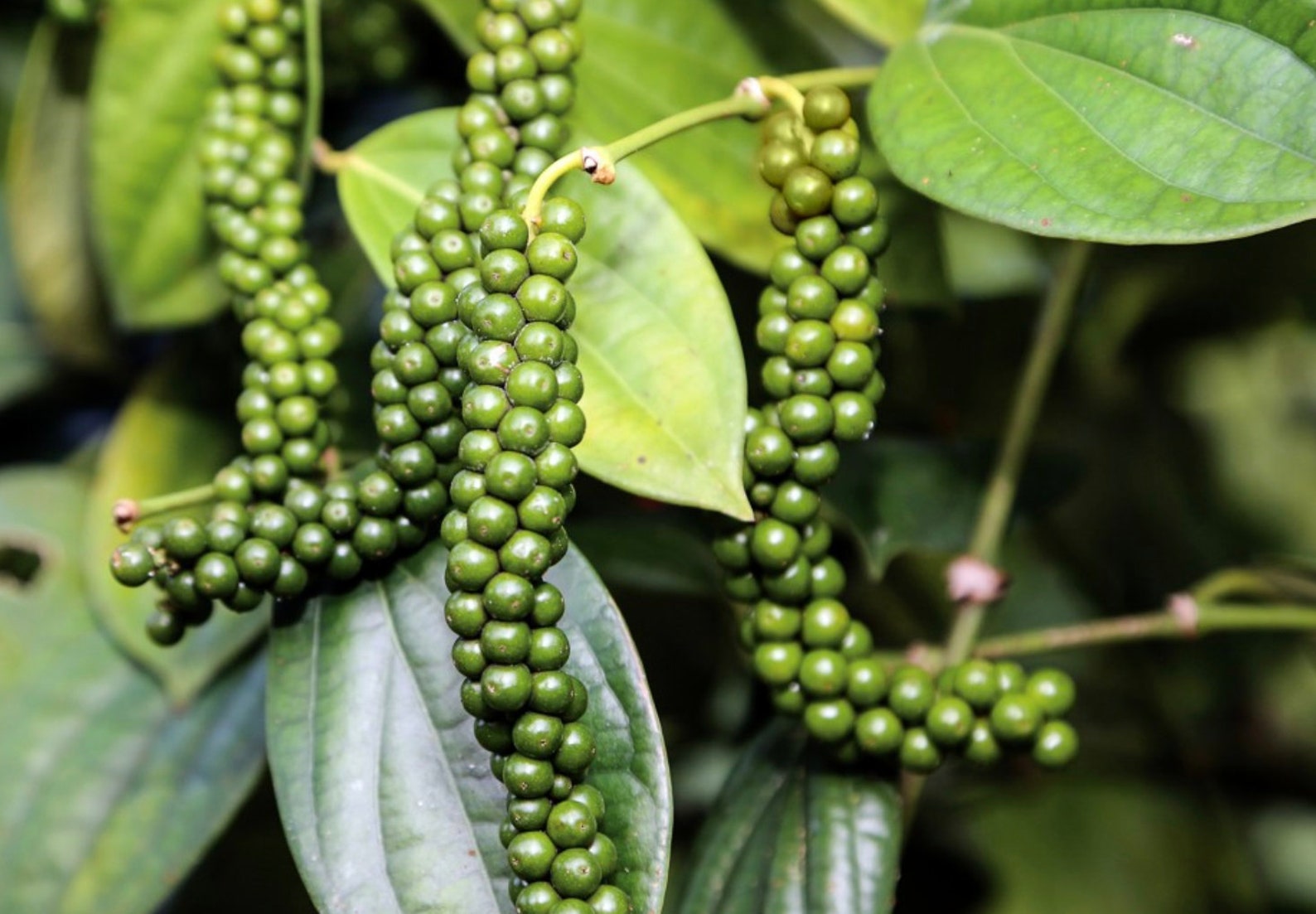 2.5 To 3 Black Pepper tree extract branches from parent | Etsy