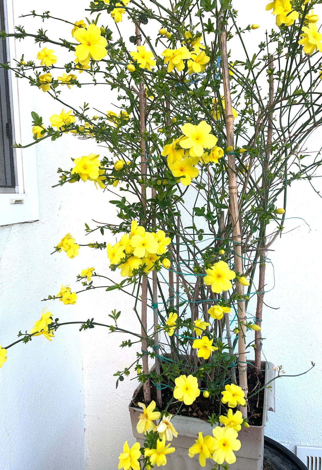 Easy Grow 7"/ 4 Cutting Scion Wood No Root Lynwood Yellow Flower ...