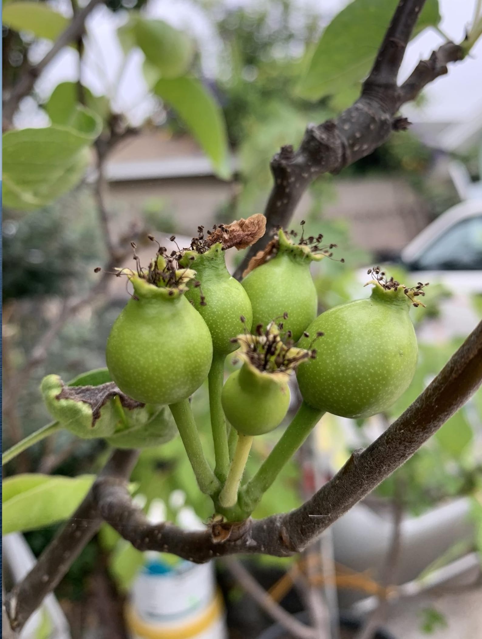 Easy Grow 6" Inches 3 Cutting Scion Wood Asian Pear Fruit Tree (not a ...