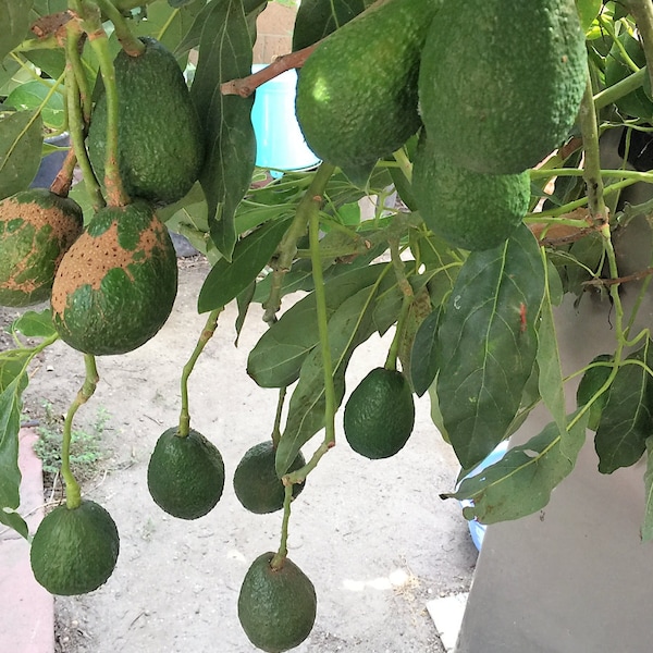 Avocado Scion - Etsy