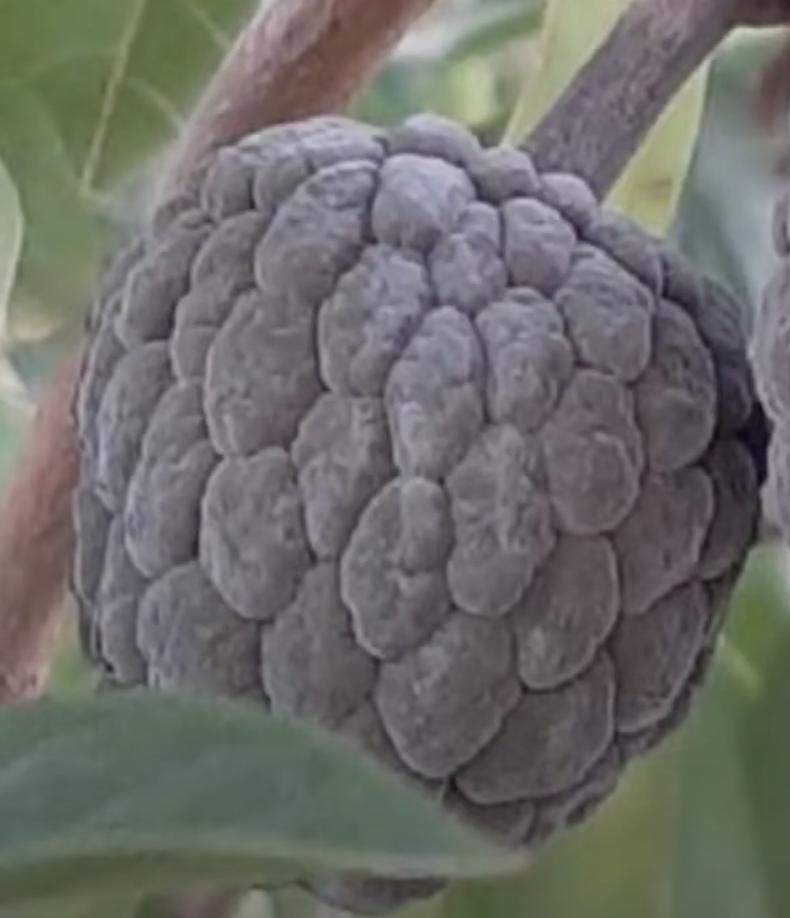 6"/ 2 Cutting Scion Wood ,purple Sugar Apple Sweat Annona Squamosa - Etsy
