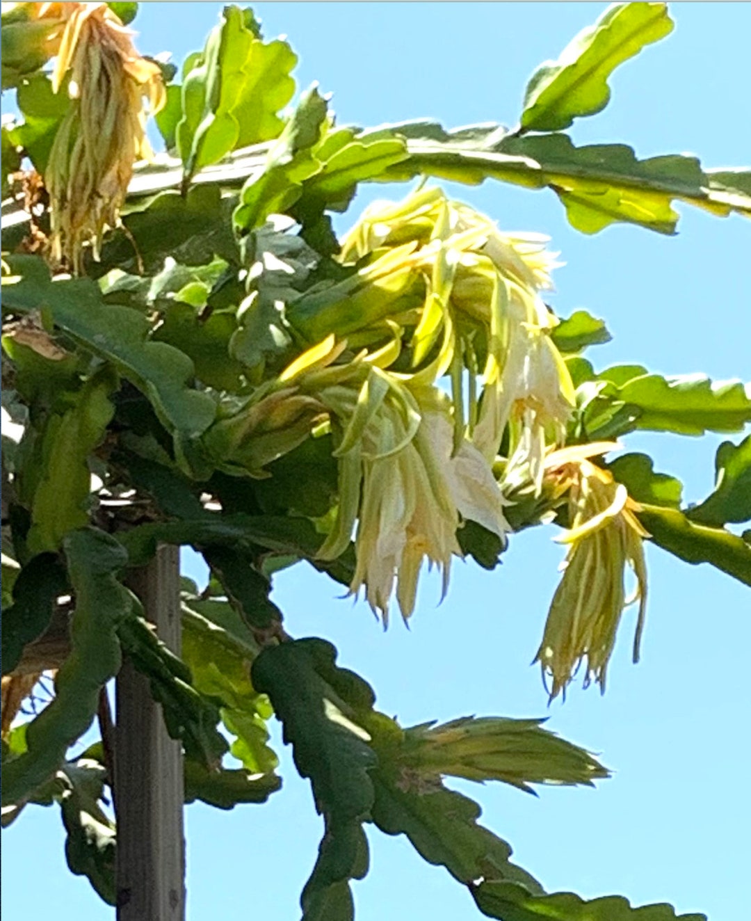 2 Feet Grafted Vietnamese White Dragon Tree to Red Dragon Fruit Many ...