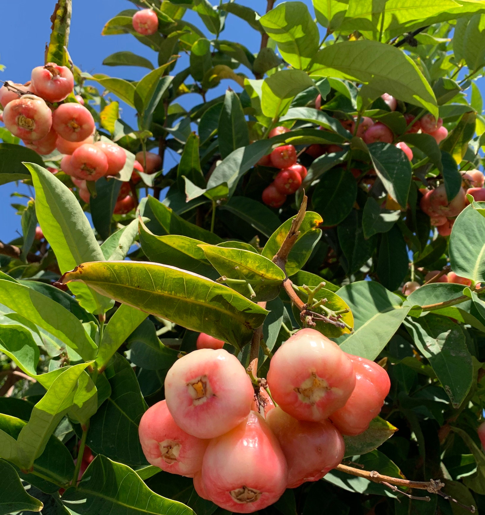 Vietnamese Fruit Trees