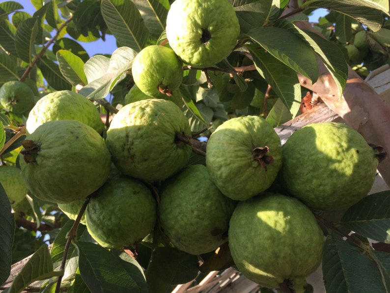 3 Feet Crispy Sweet Pink Cherry Guava Fruit Tree - Etsy