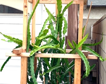Dragon Fruit Trellis - Etsy