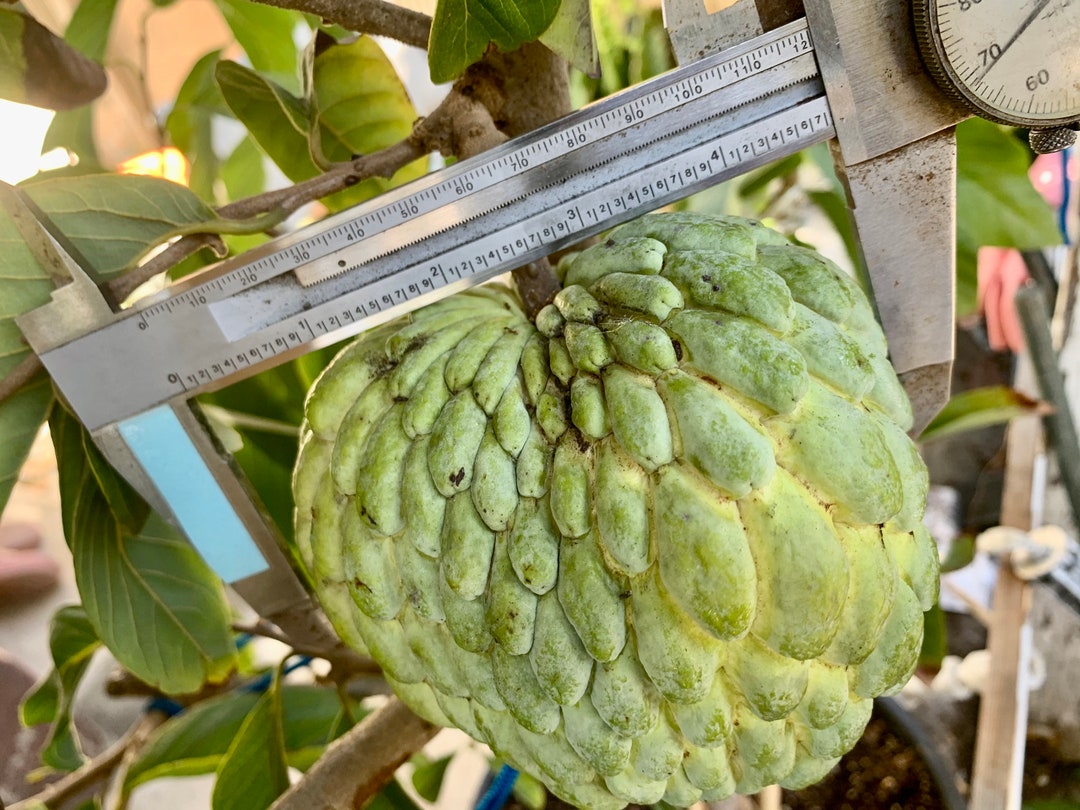 Self Pollinating 7"/ 3 Cutting Scion Wood Sugar Apple Sweat Annona ...