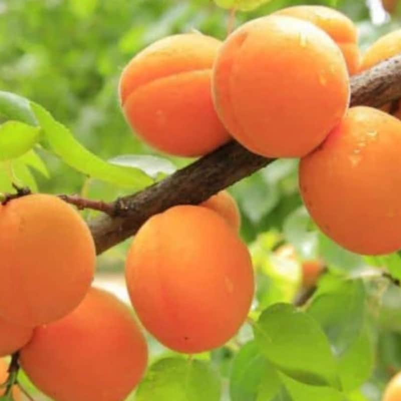 Apricots Cutting - Etsy