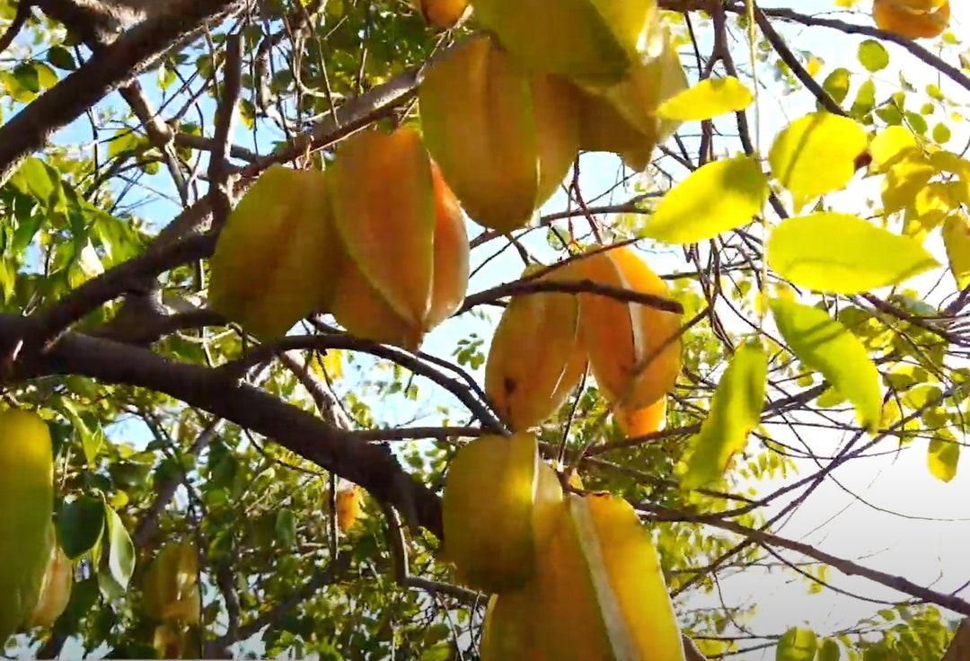 1.4 Feet Sweat Star Fruit Tree / Cây Khế Ngọt - Etsy