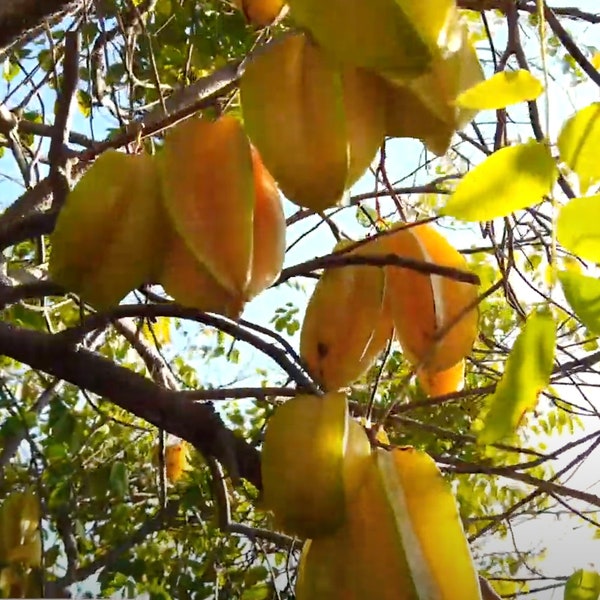 Star Fruit Plant - Etsy