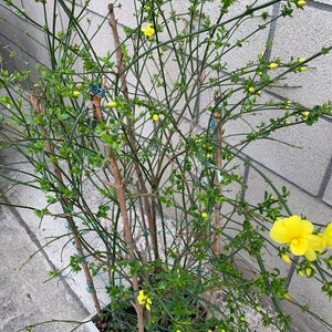 Easy Grow 7"/ 4 Cutting Scion Wood No Root Lynwood Yellow Flower ...