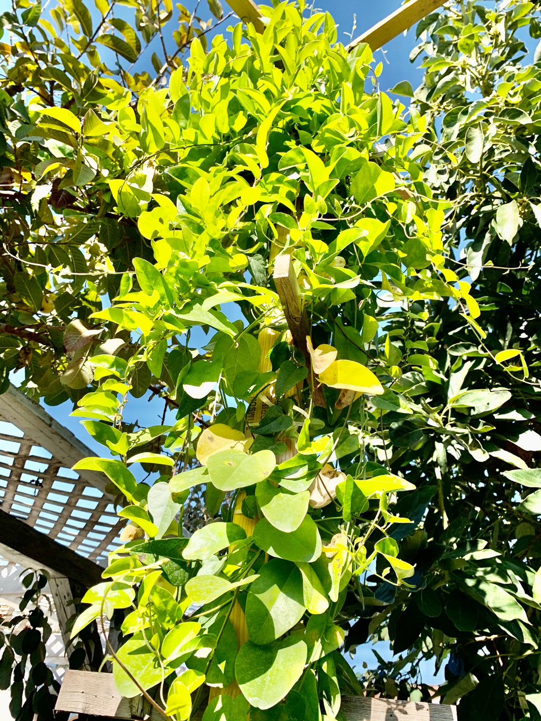 4 Feets Green Jelly Tree Plants in One Pot , Vietnamese Cây Sương Sâm ...