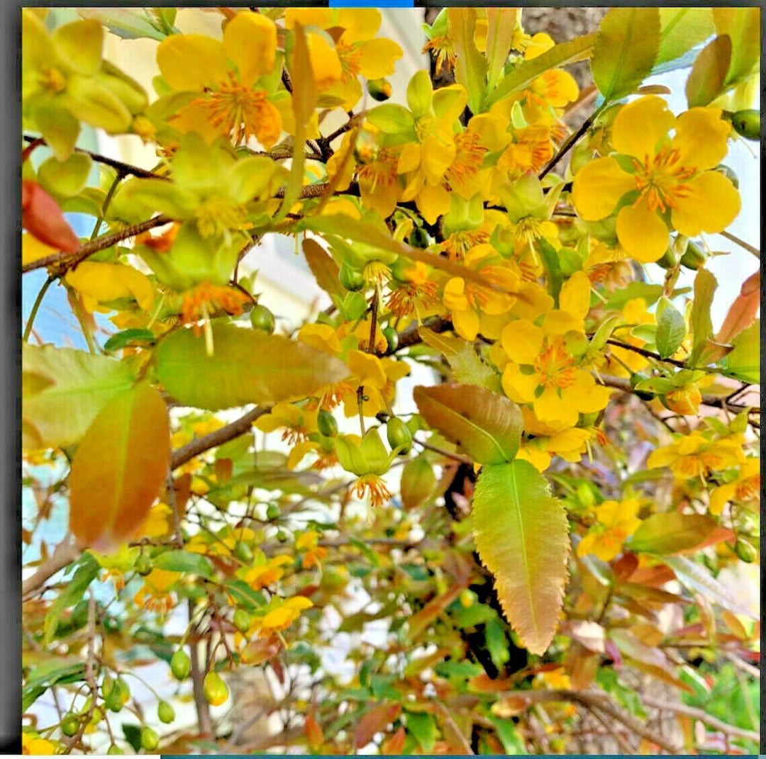 20 FRESH SEEDS Plants Yellow Four Season Ochna Seeds Bonsai / Hạt Mai ...