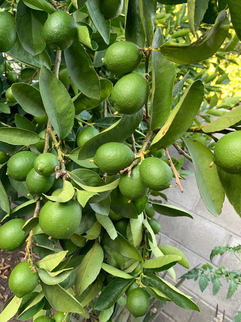 Persian Lime Tree 6